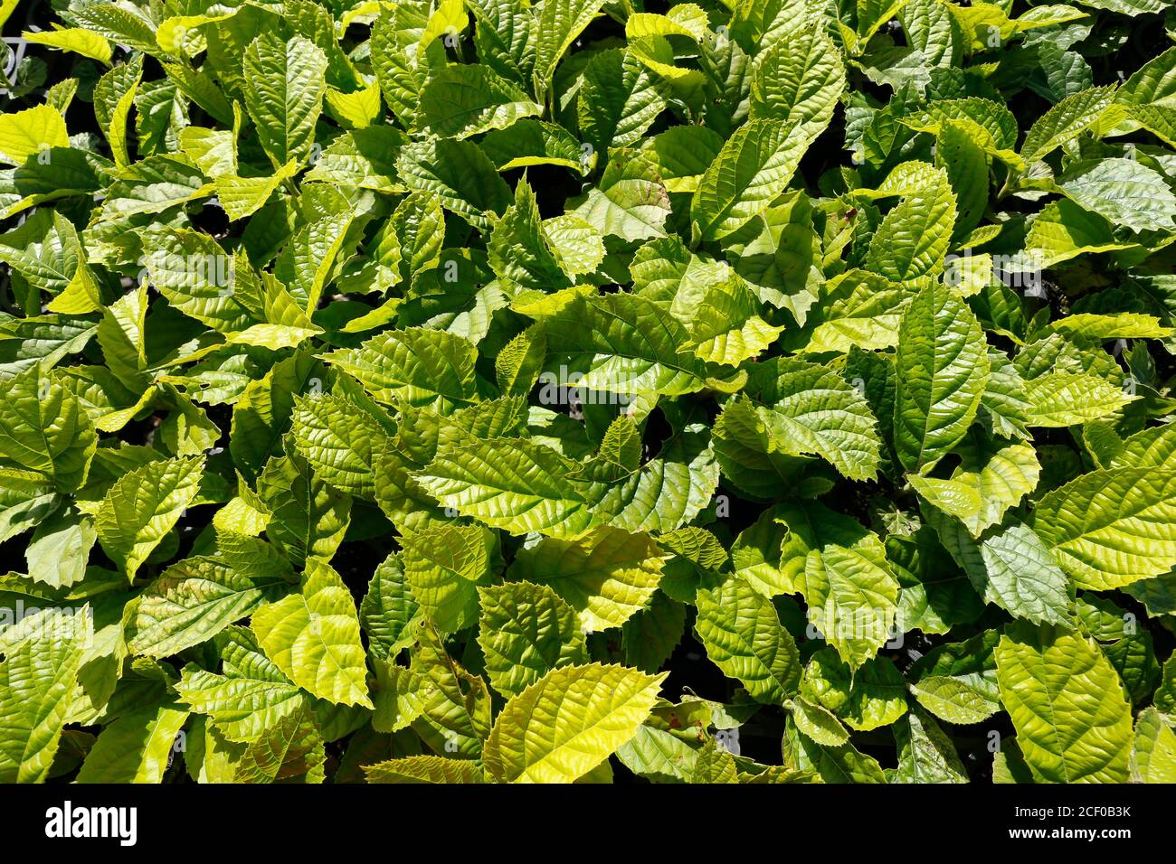 details of plant seedlings growing for reforestation of the Atlantic ...