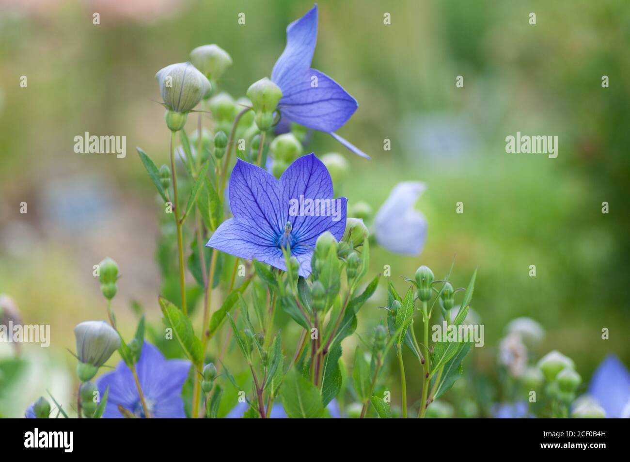 Close up of blue bell flowers. Botanical macrophotography for ...