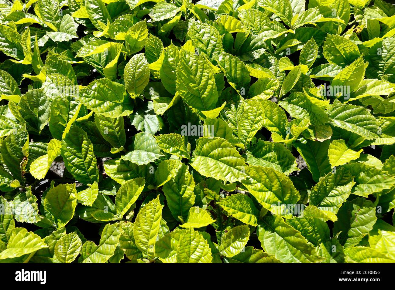 details of plant seedlings growing for reforestation of the Atlantic ...