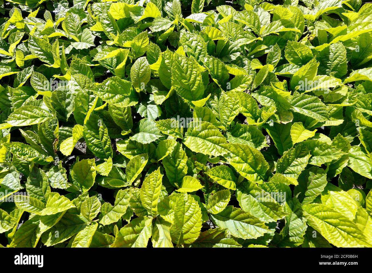 details of plant seedlings growing for reforestation of the Atlantic ...