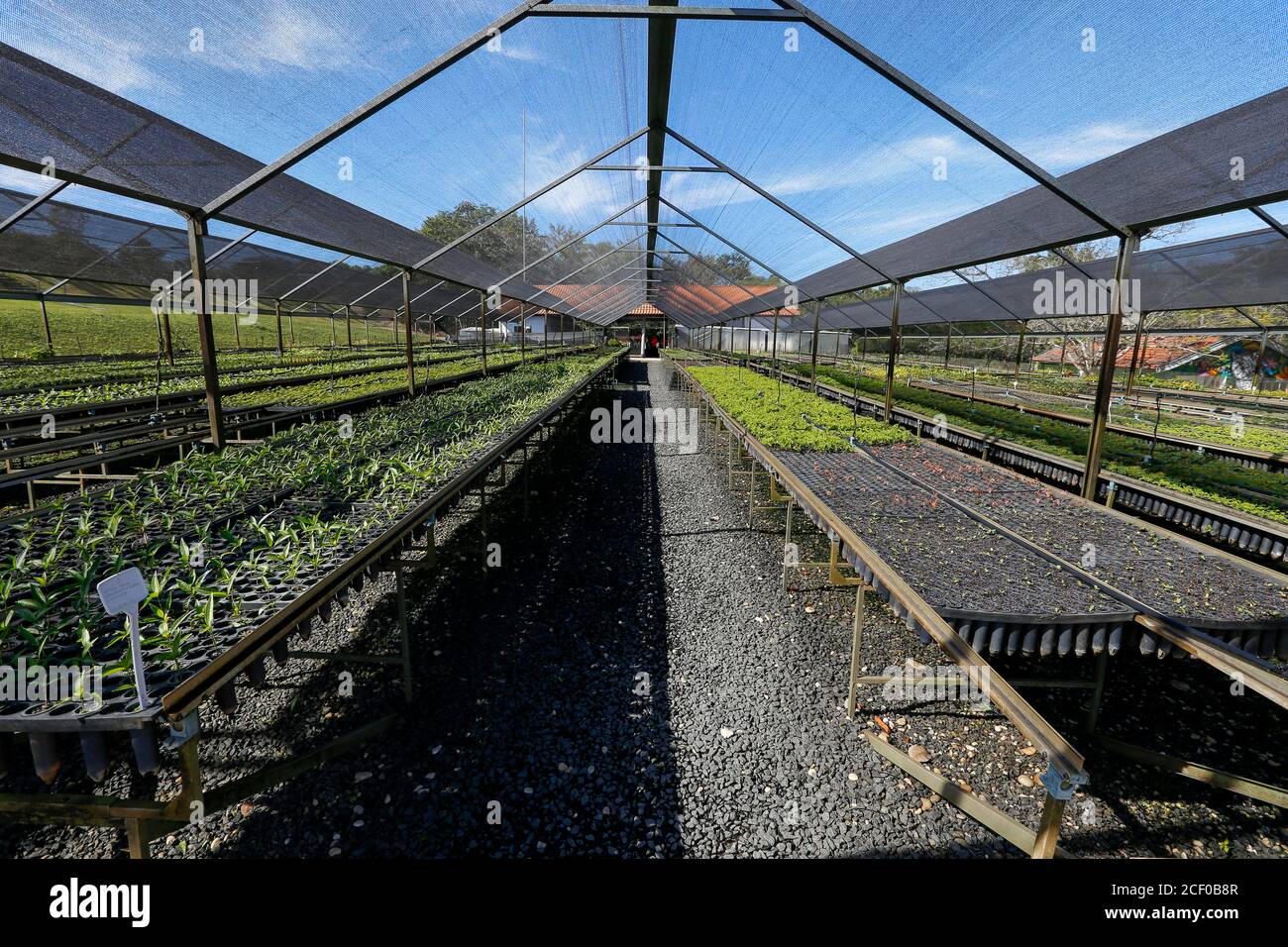 Greenhouse seedling for reforestation hi-res stock photography and ...