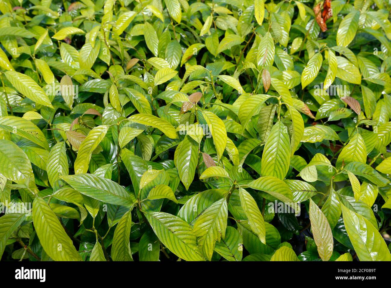 details of plant seedlings growing for reforestation of the Atlantic ...