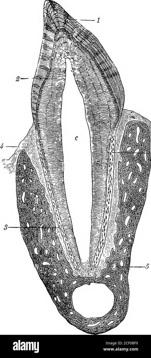 Longitudinal section of bone hi-res stock photography and images - Alamy