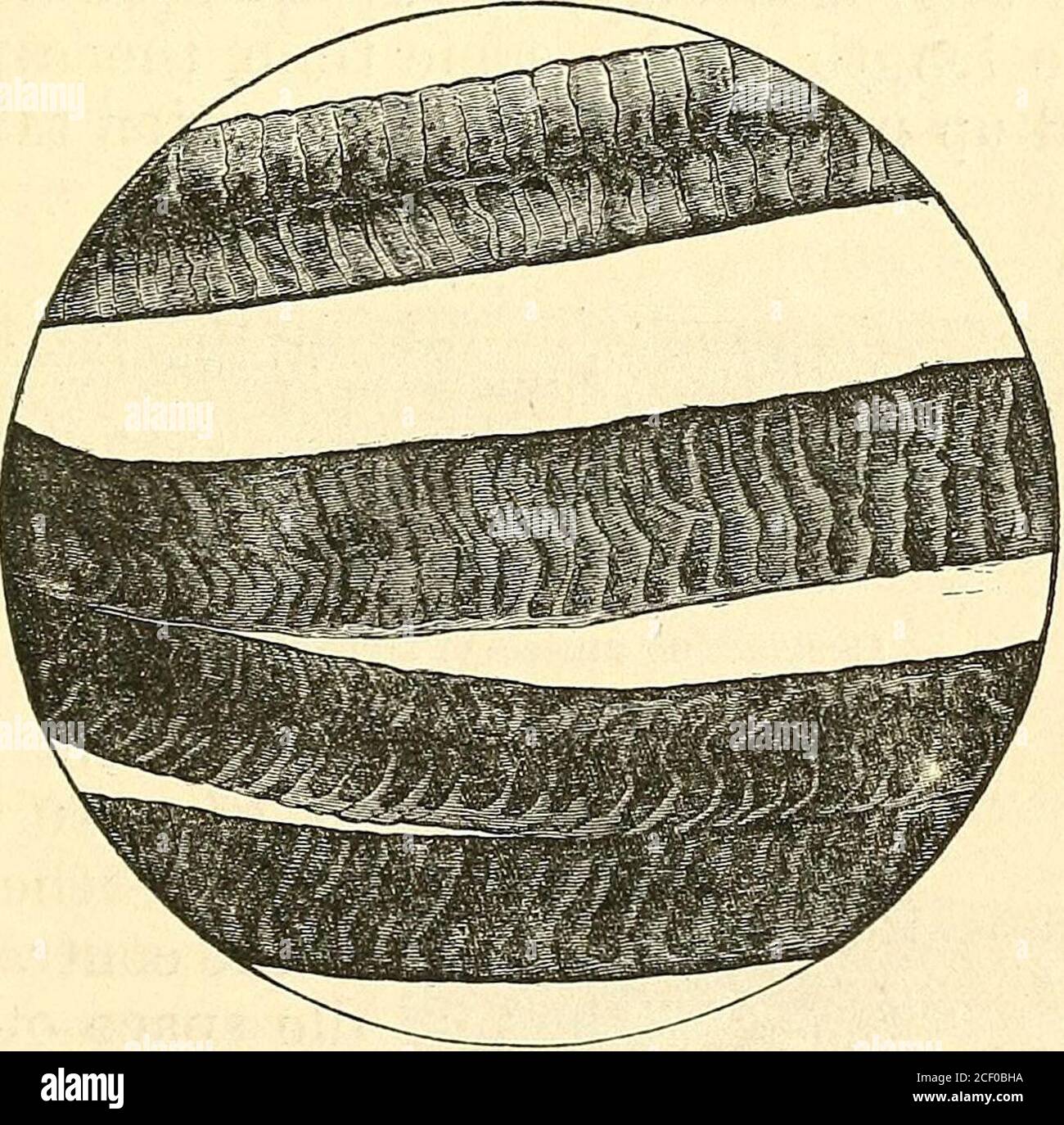 Transverse muscle fibre hi-res stock photography and images - Alamy