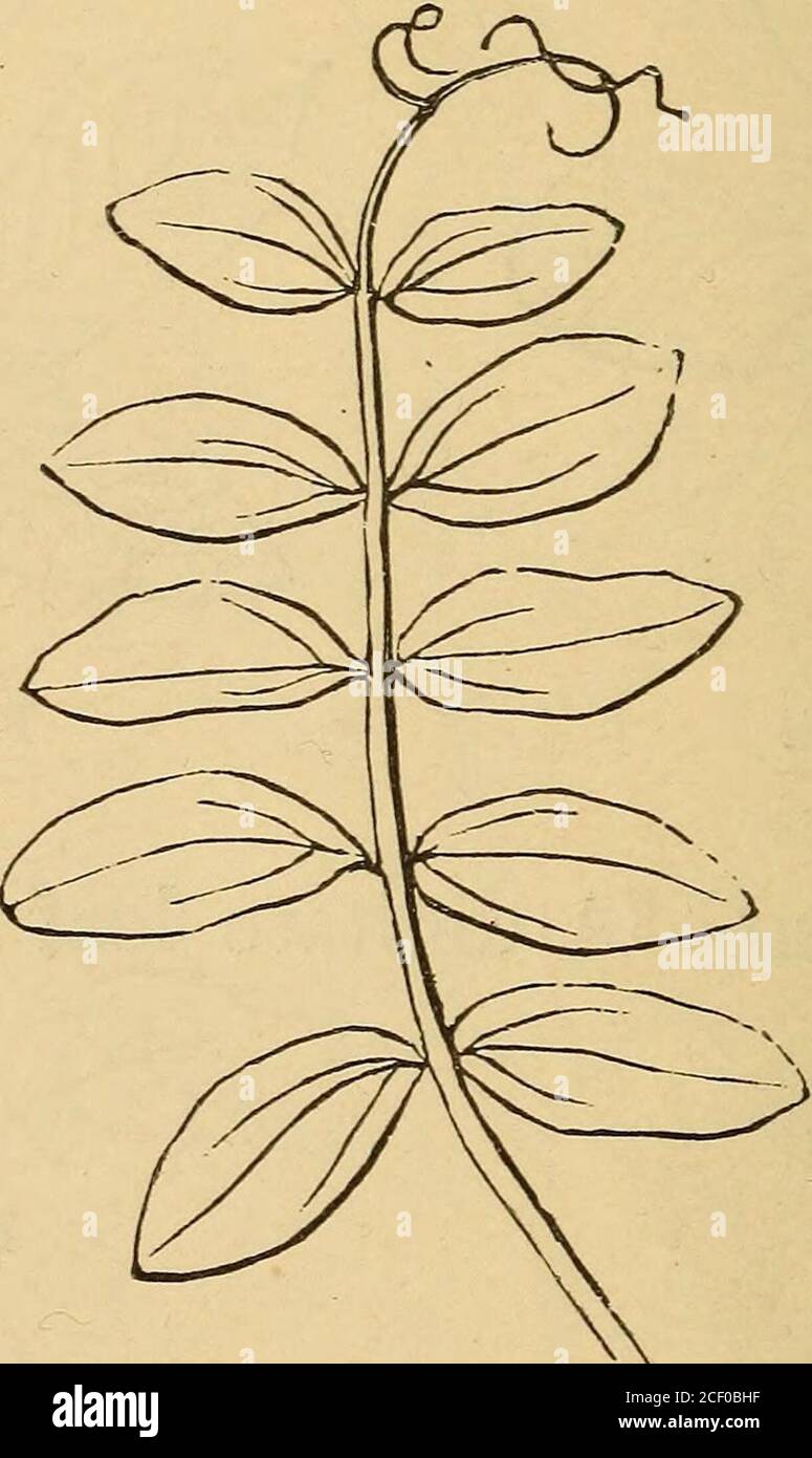 Digitate leaf hi-res stock photography and images - Alamy