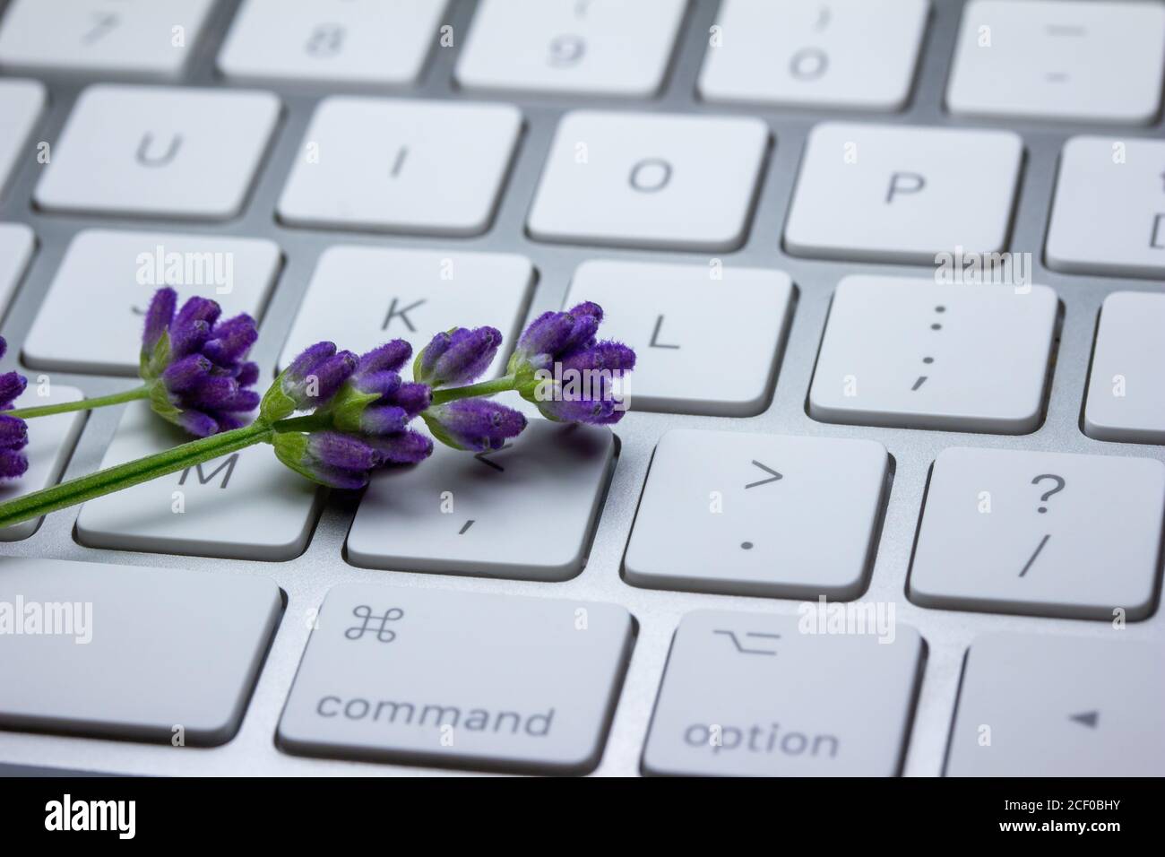 Small sprigs of lavender herb buds brighten up a metallic grey computer ...