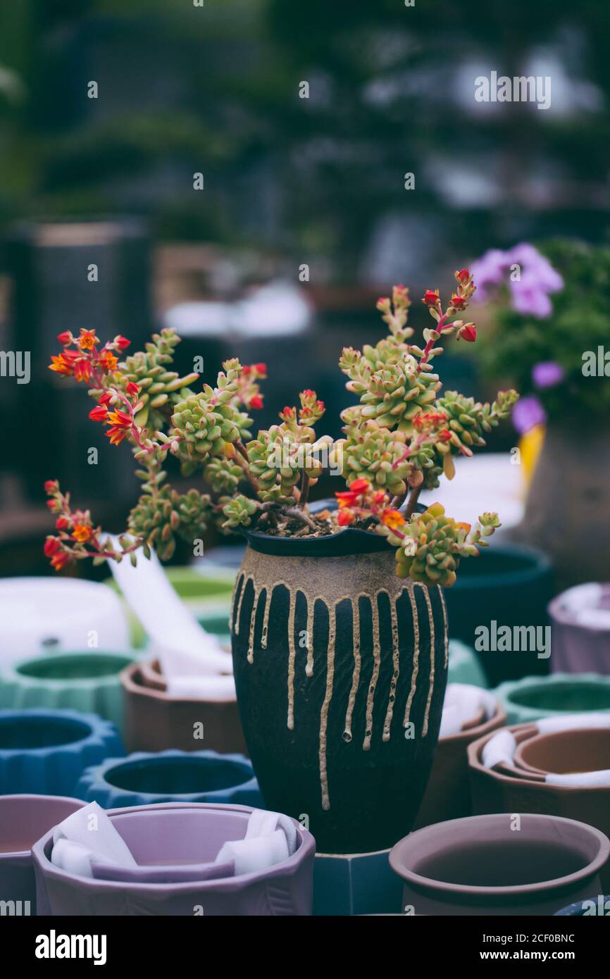 Heritage garden pottery pots hi-res stock photography and images - Alamy
