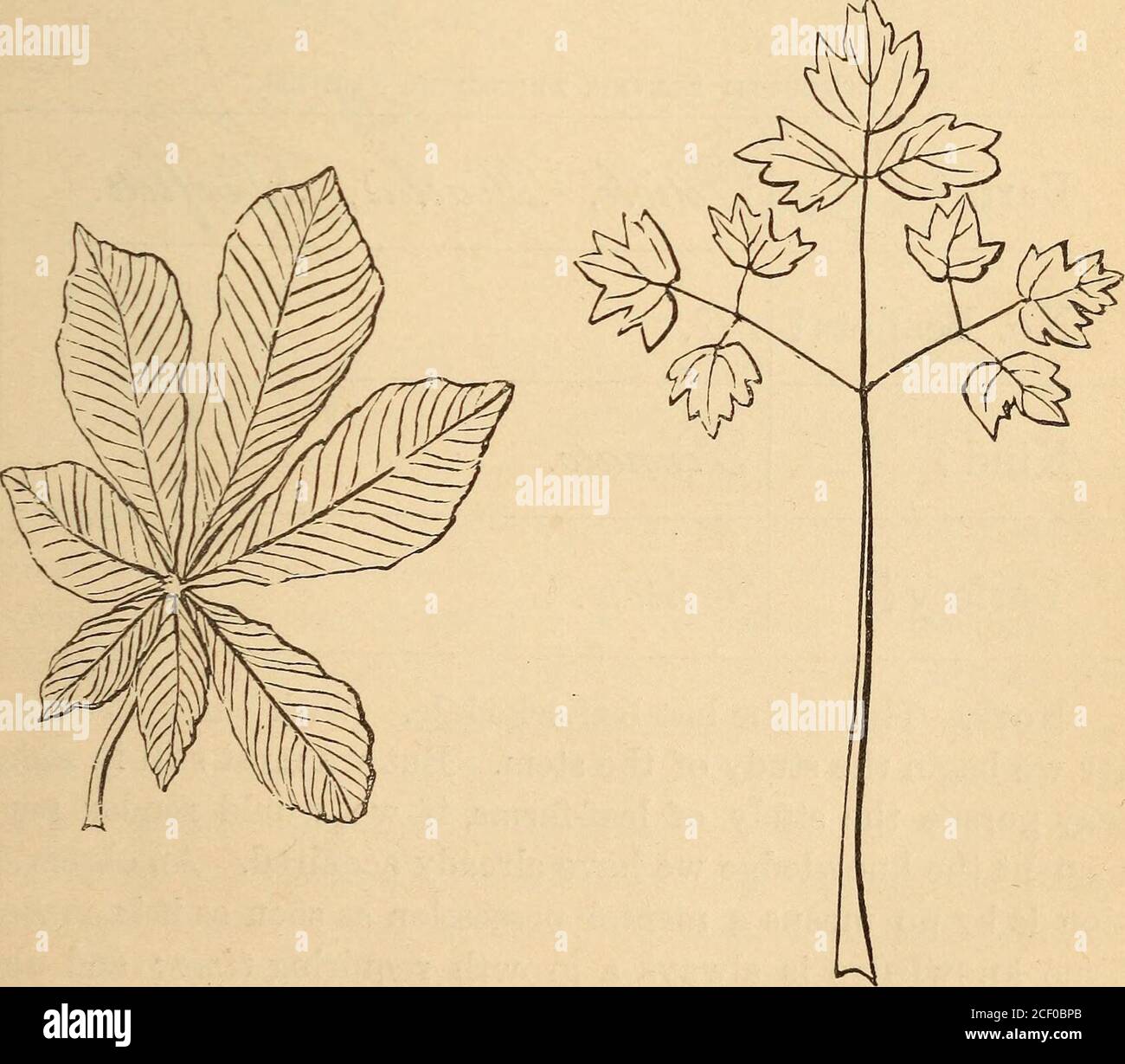 Three fingered leaf hi-res stock photography and images - Alamy