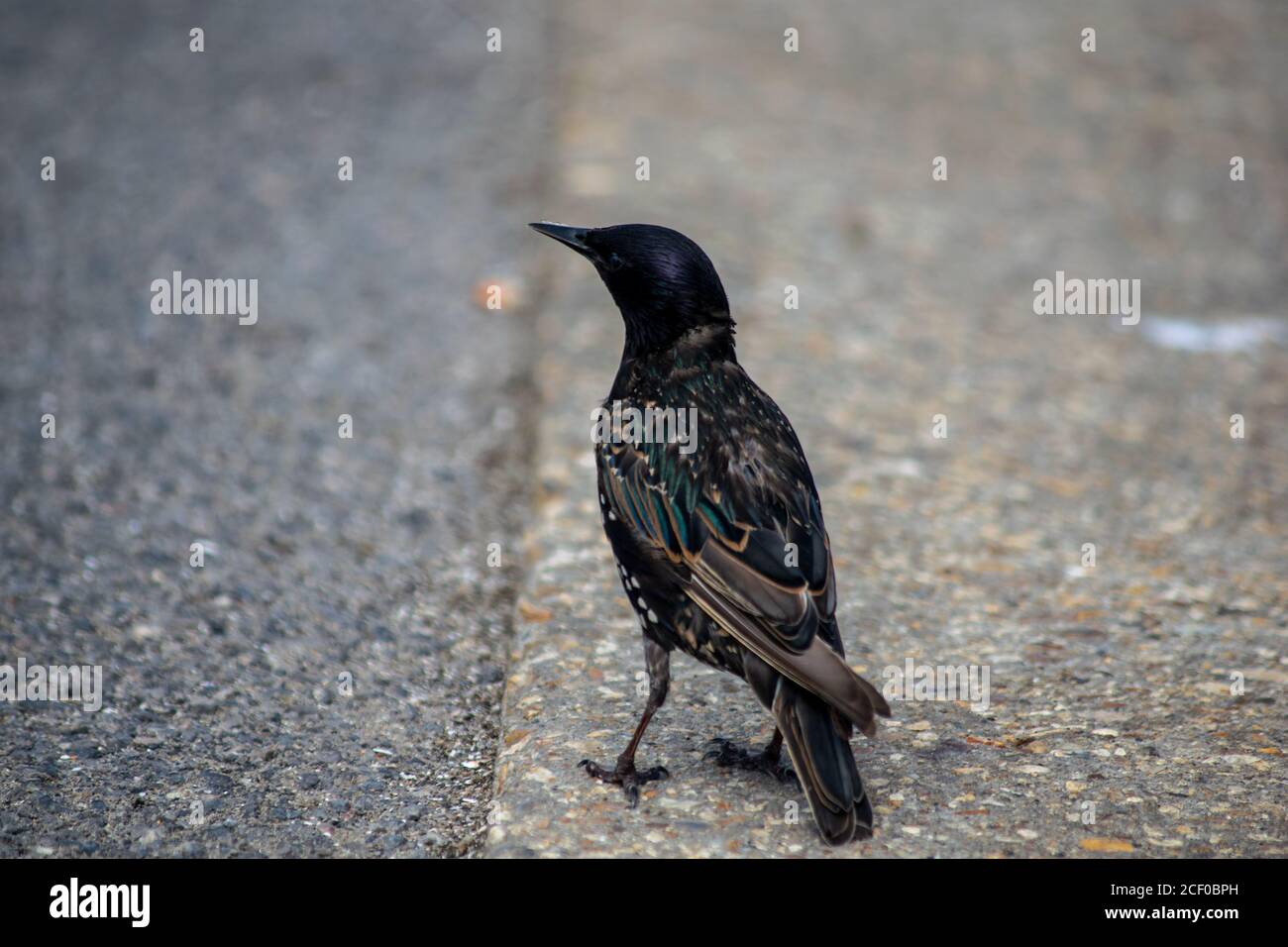 Starling male bird looking for food on the pavement by the sea ...