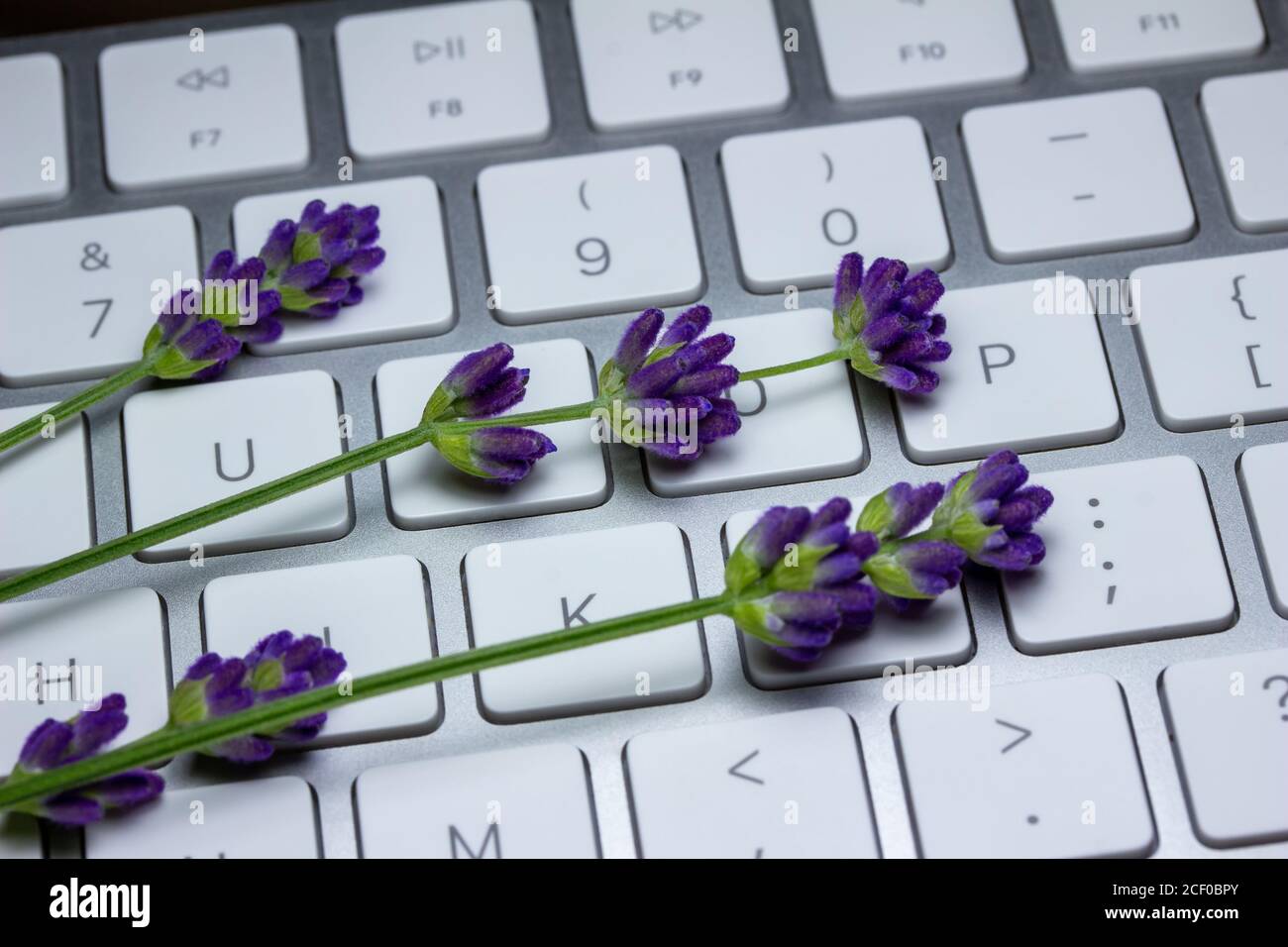 Small sprigs of lavender herb buds brighten up a metallic grey computer ...
