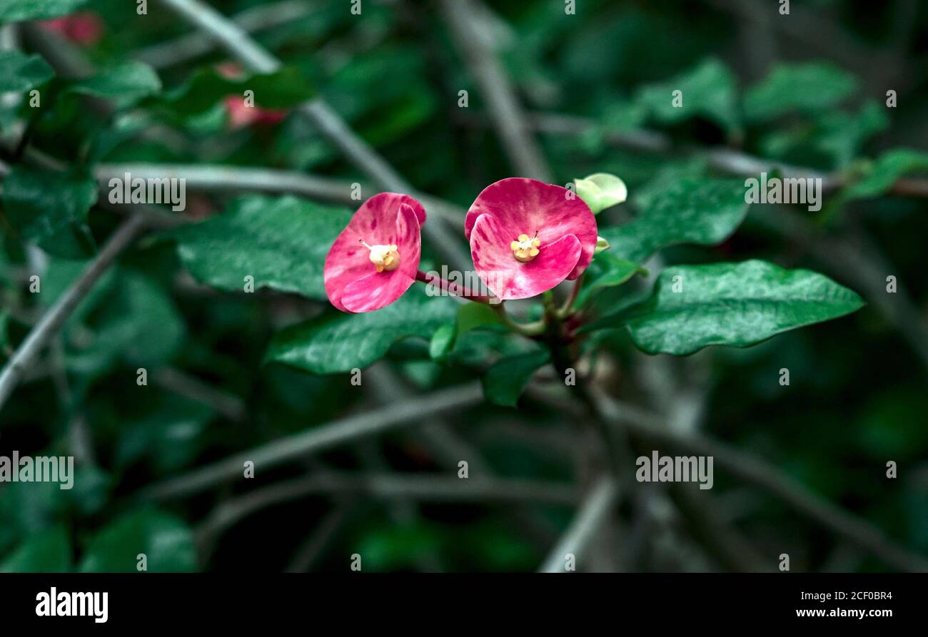 Tropical plants with thorns hi-res stock photography and images - Alamy
