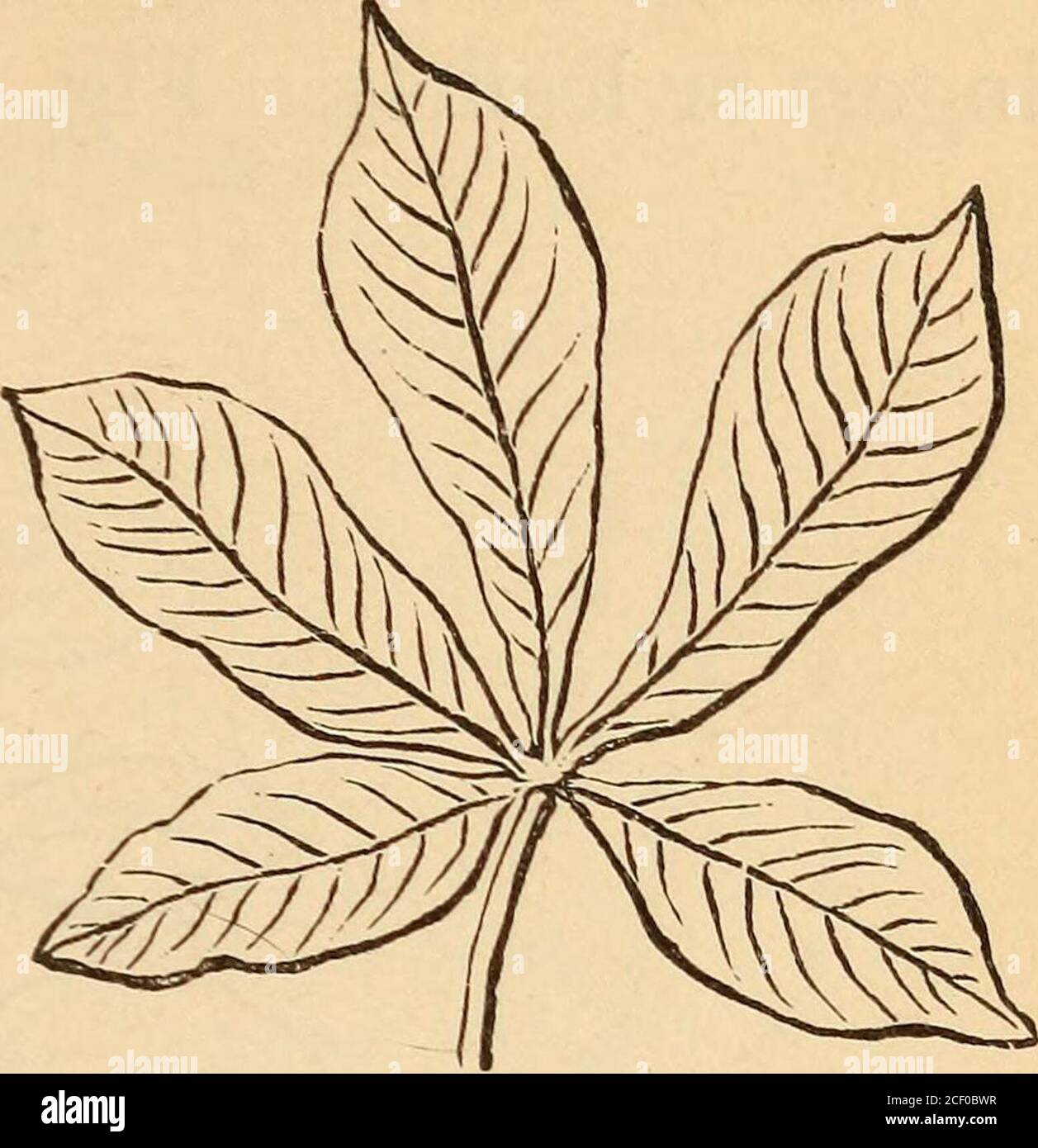 Five fingered leaf hi-res stock photography and images - Alamy