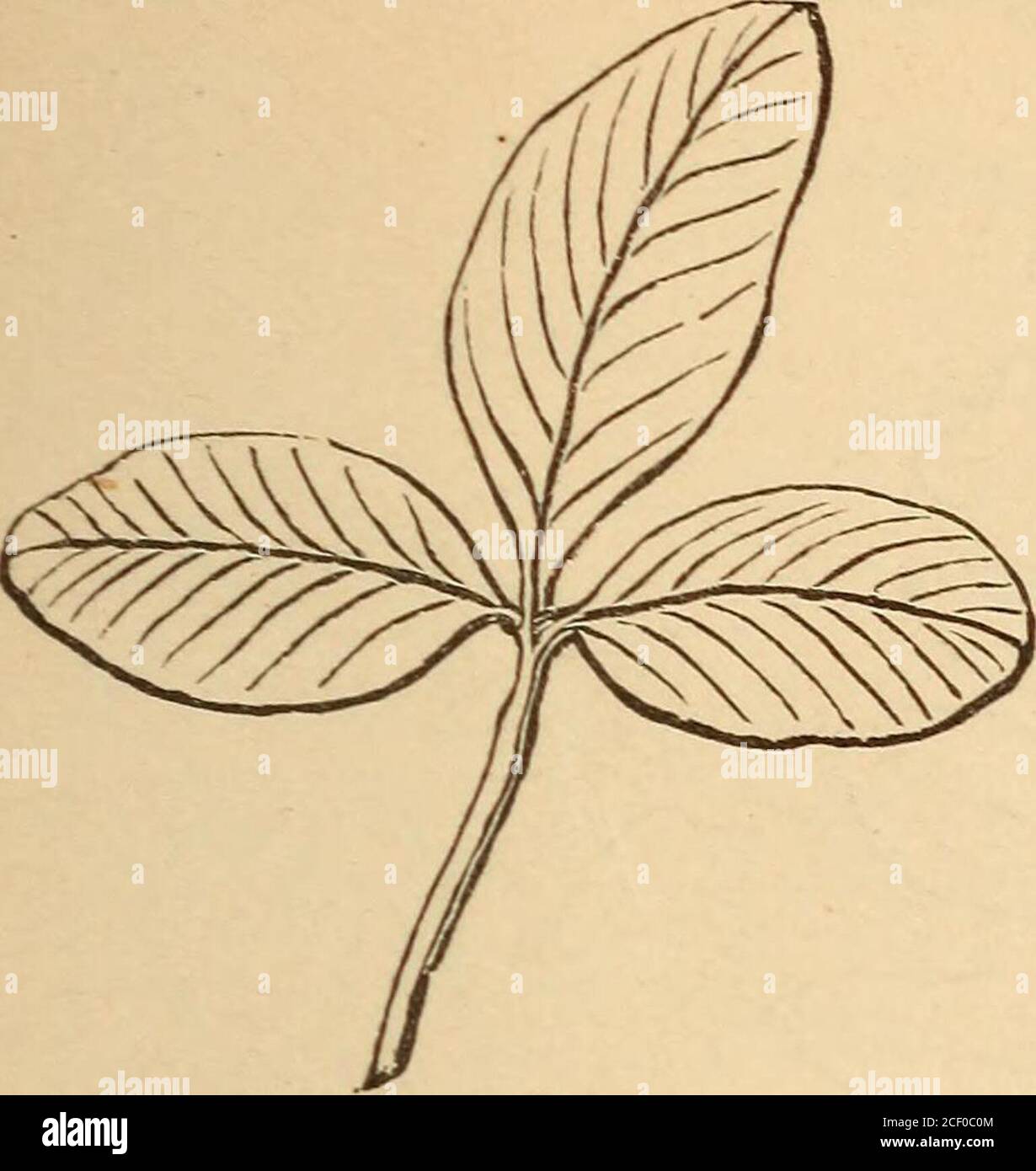 . The first book of botany : designed to cultivate the observing powers ...