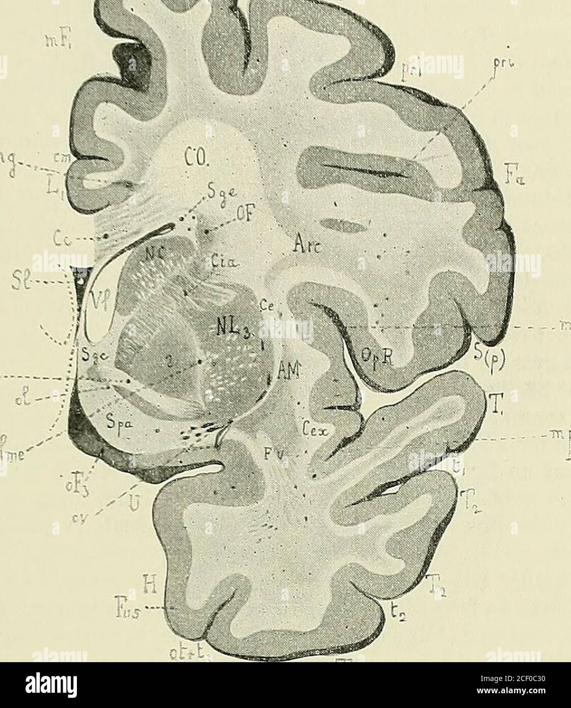 Anatomie de la capsule hi-res stock photography and images - Alamy