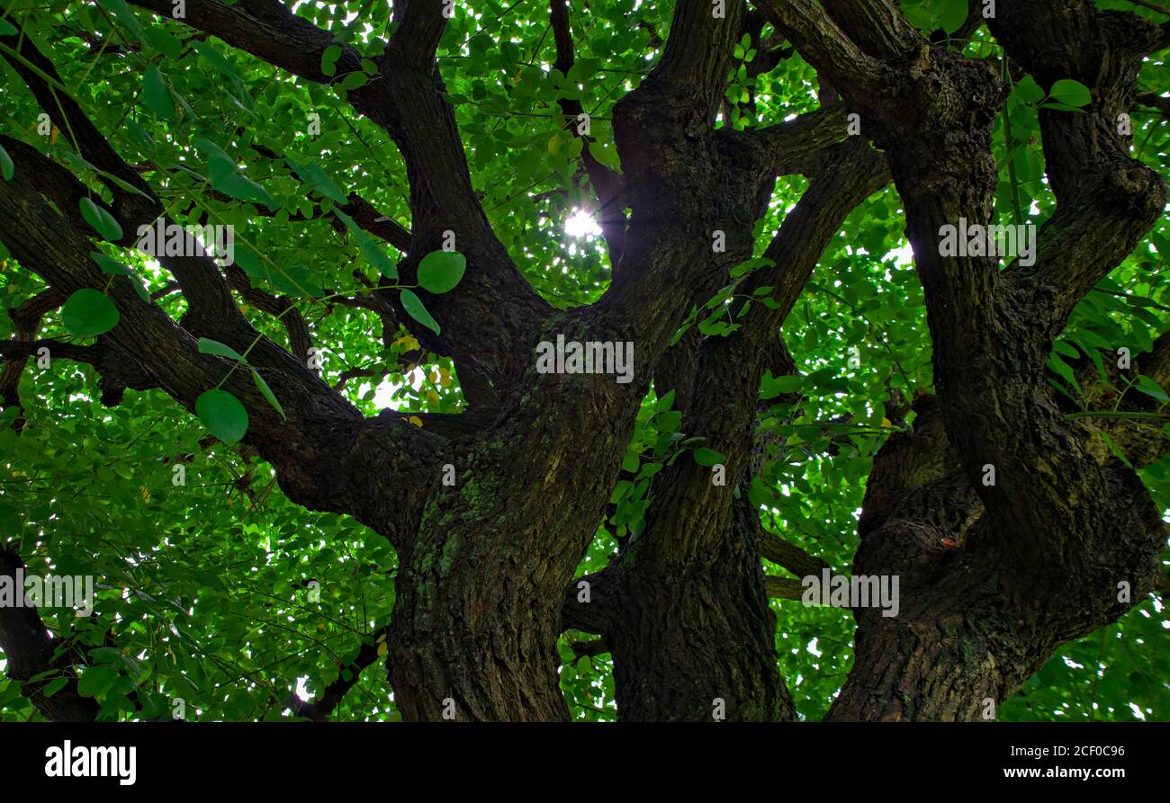 Looking up towards the sun barely shining through the thick dark ...