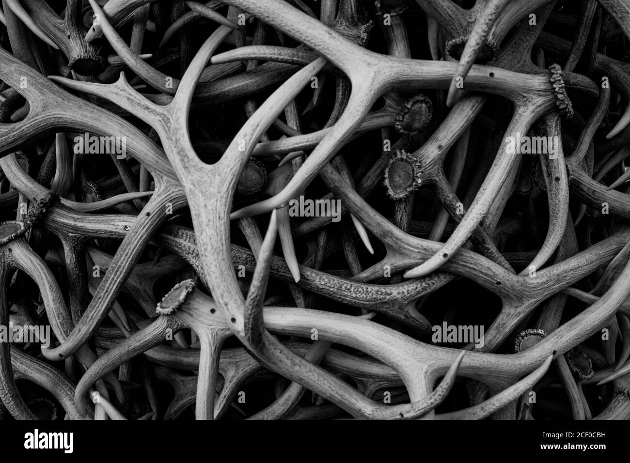Abstract Of Tangled Elk Antlers Horizontal Background Image Stock Photo