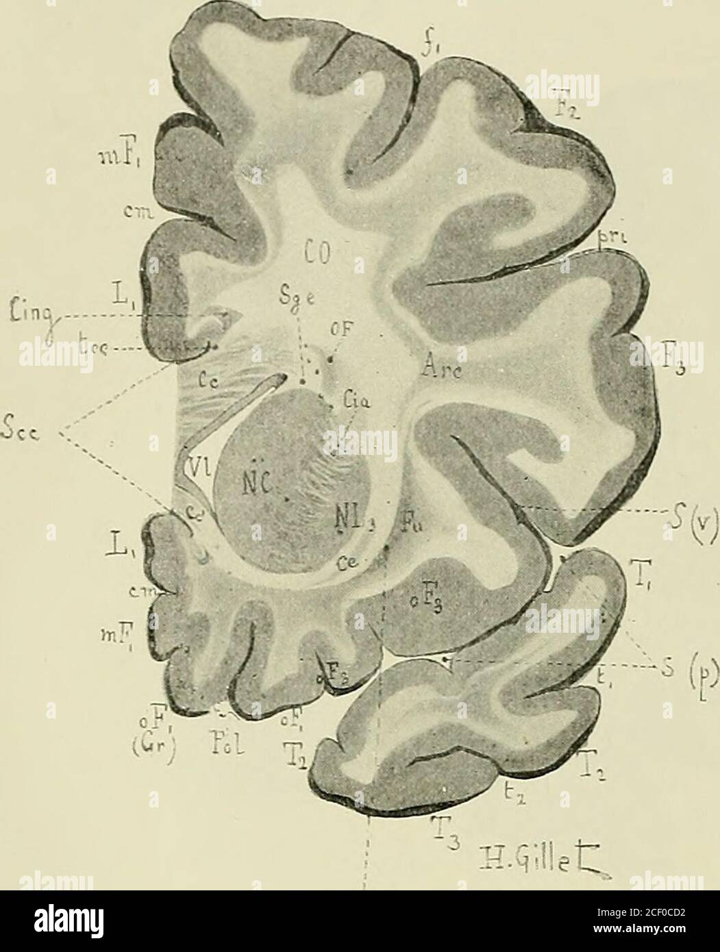 Gyrus_rectus hi-res stock photography and images - Alamy