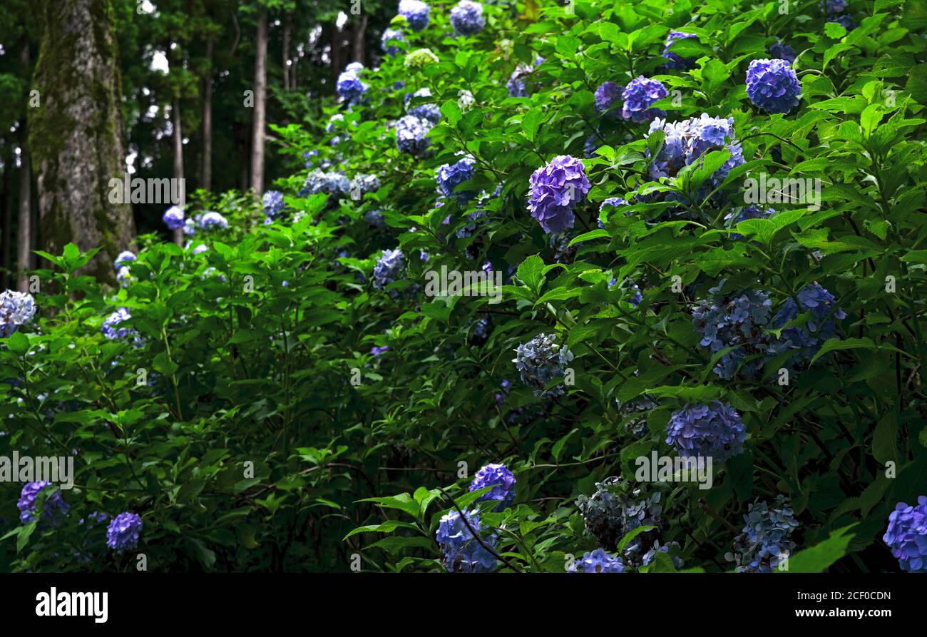 Hydrangea japan forest hi-res stock photography and images - Alamy