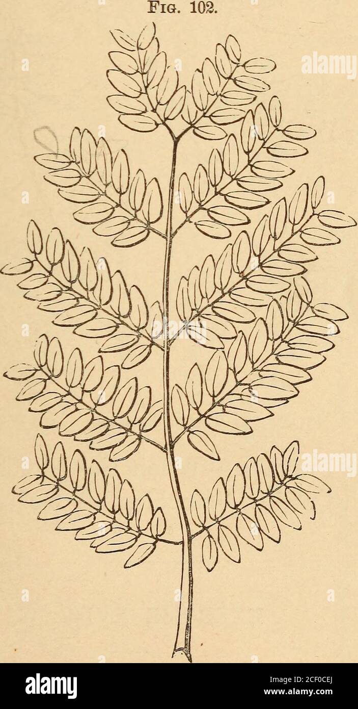 Odd pinnate compound hi-res stock photography and images - Alamy