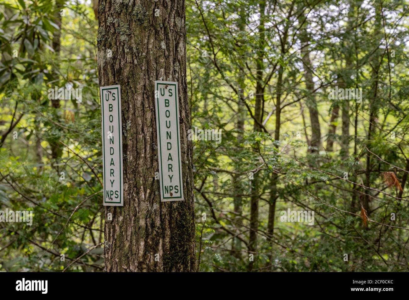 Boundary Tree In The Smokies with posted marker Stock Photo - Alamy