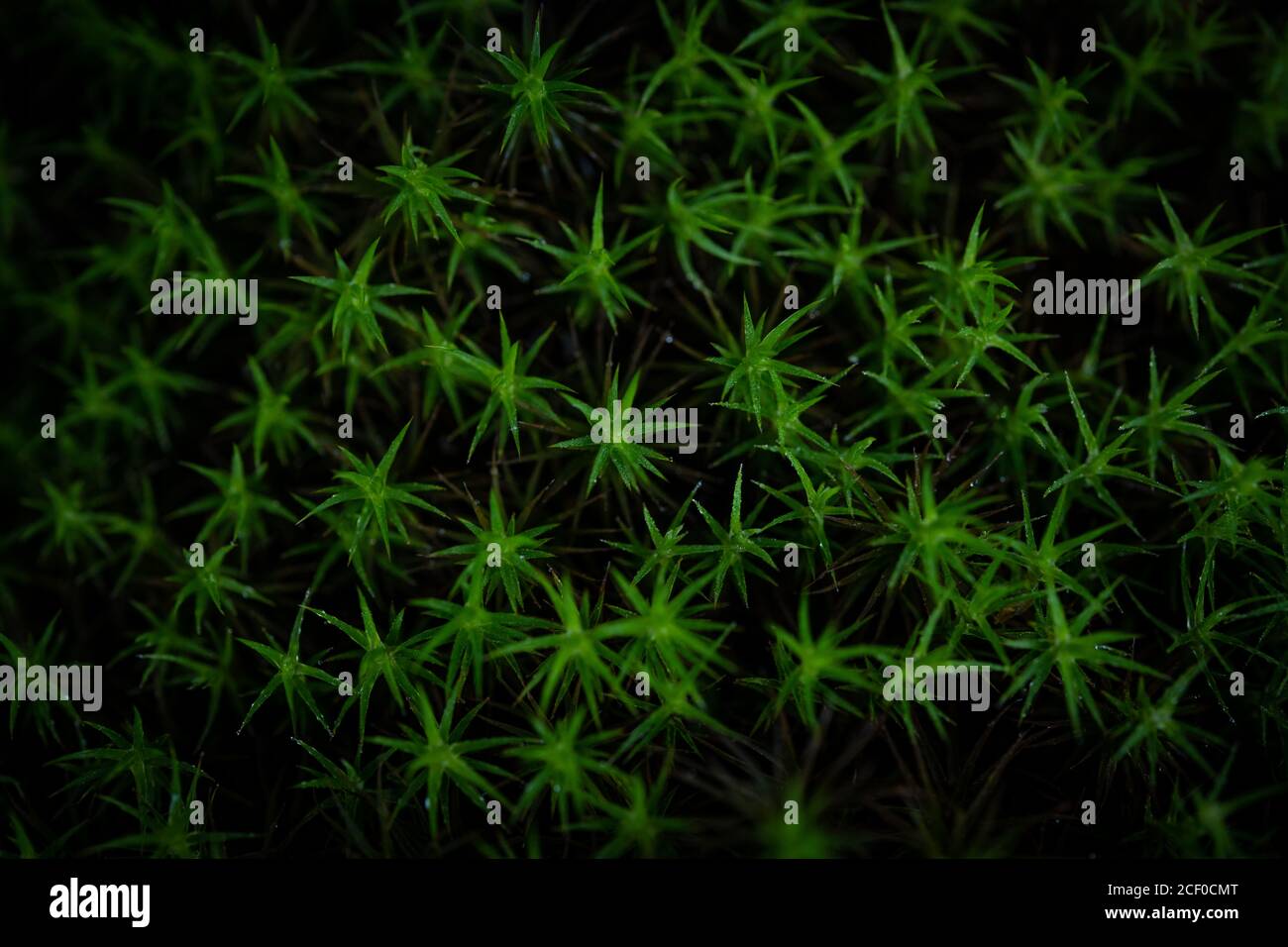 Star shaped moss hi-res stock photography and images - Alamy
