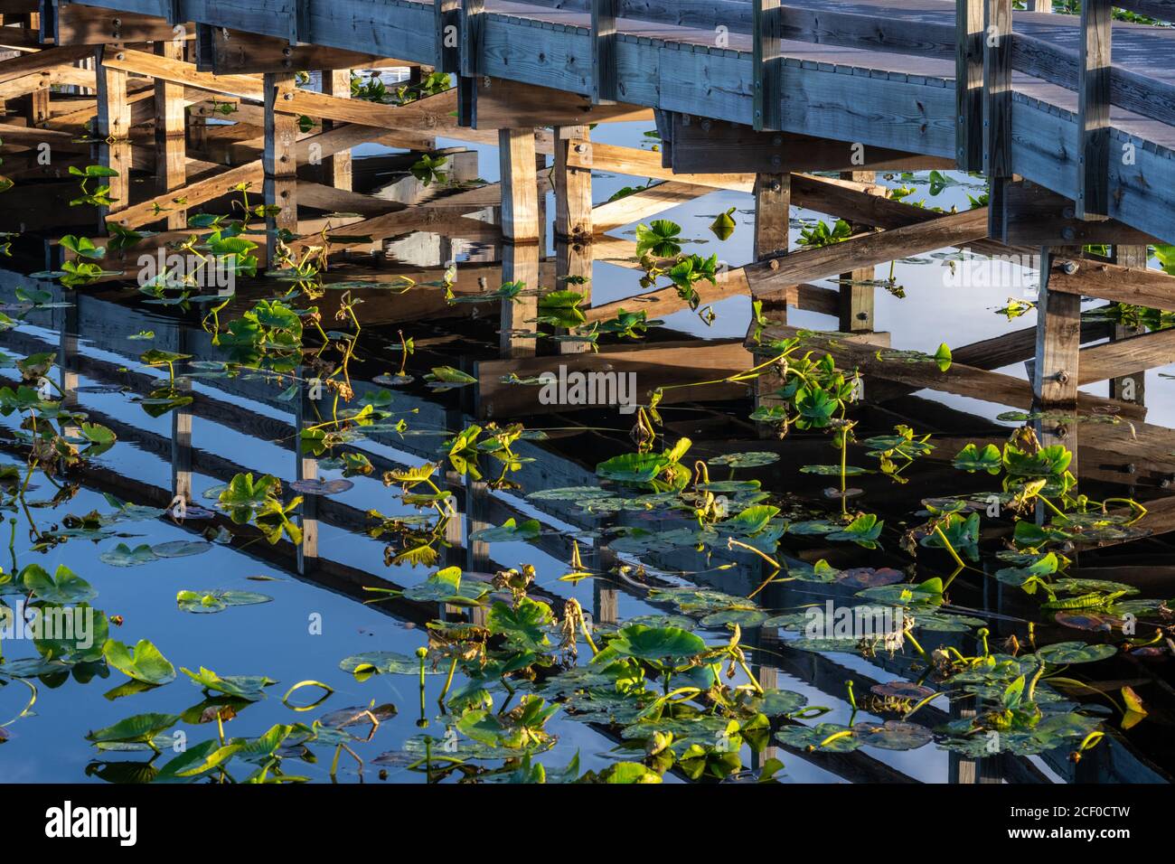Lily pads swamp florida everglades hi-res stock photography and images ...