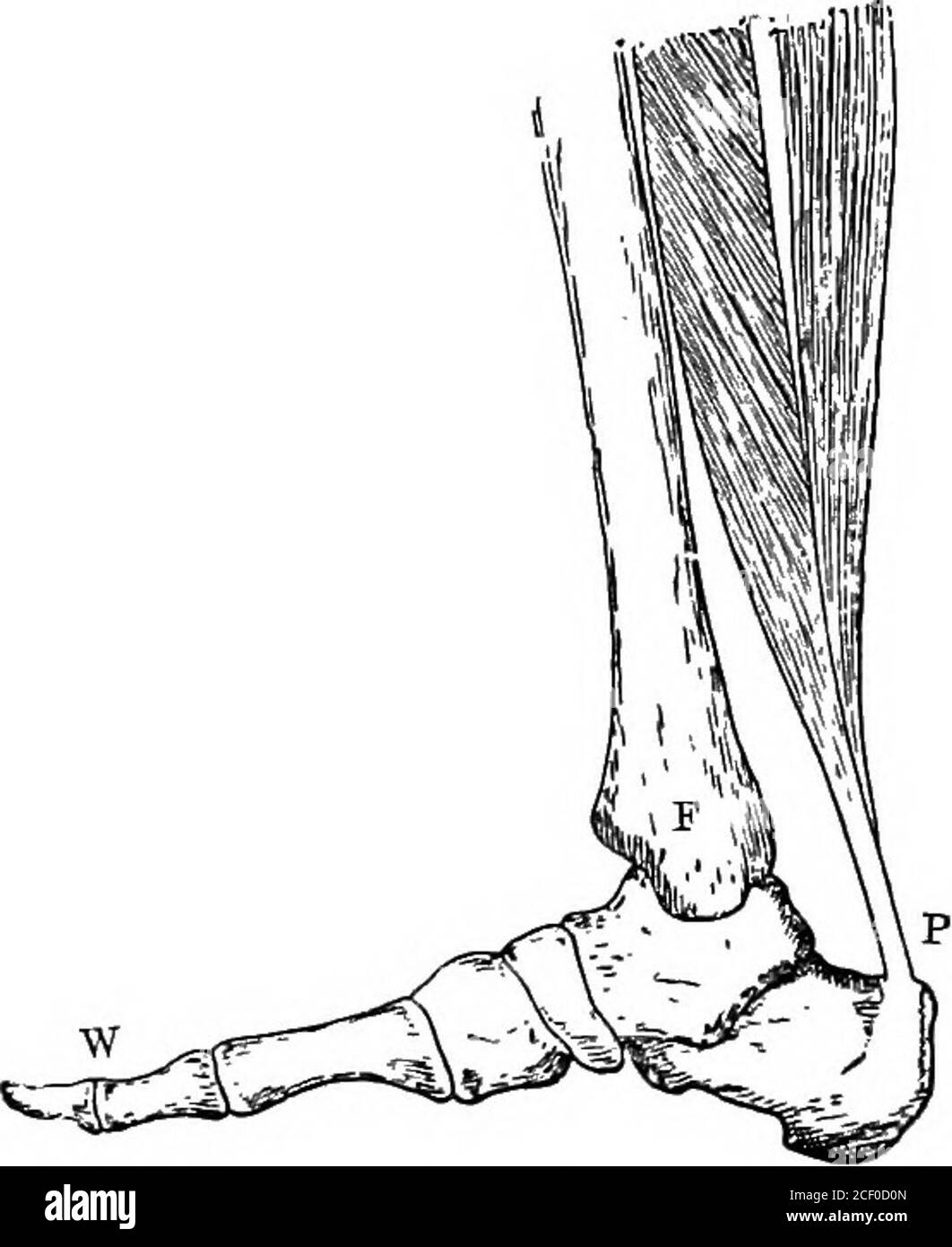 . Human physiology. Fig. 66.—The Head rocking onthe Atlas, illustrating ...
