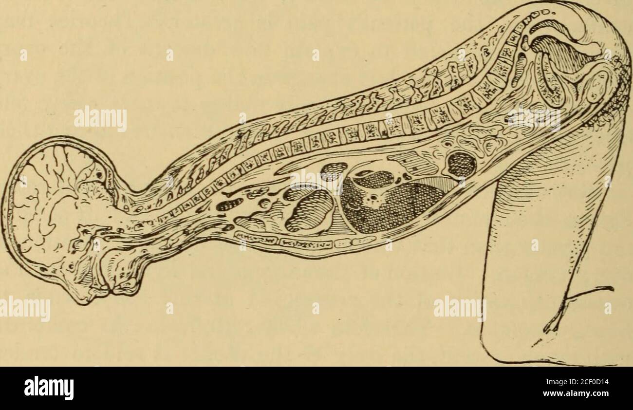 Sacrum pressure hi-res stock photography and images - Alamy