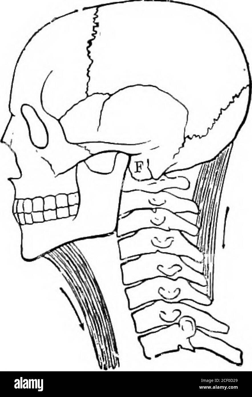 Skeleton in wheelbarrow Black and White Stock Photos & Images - Alamy