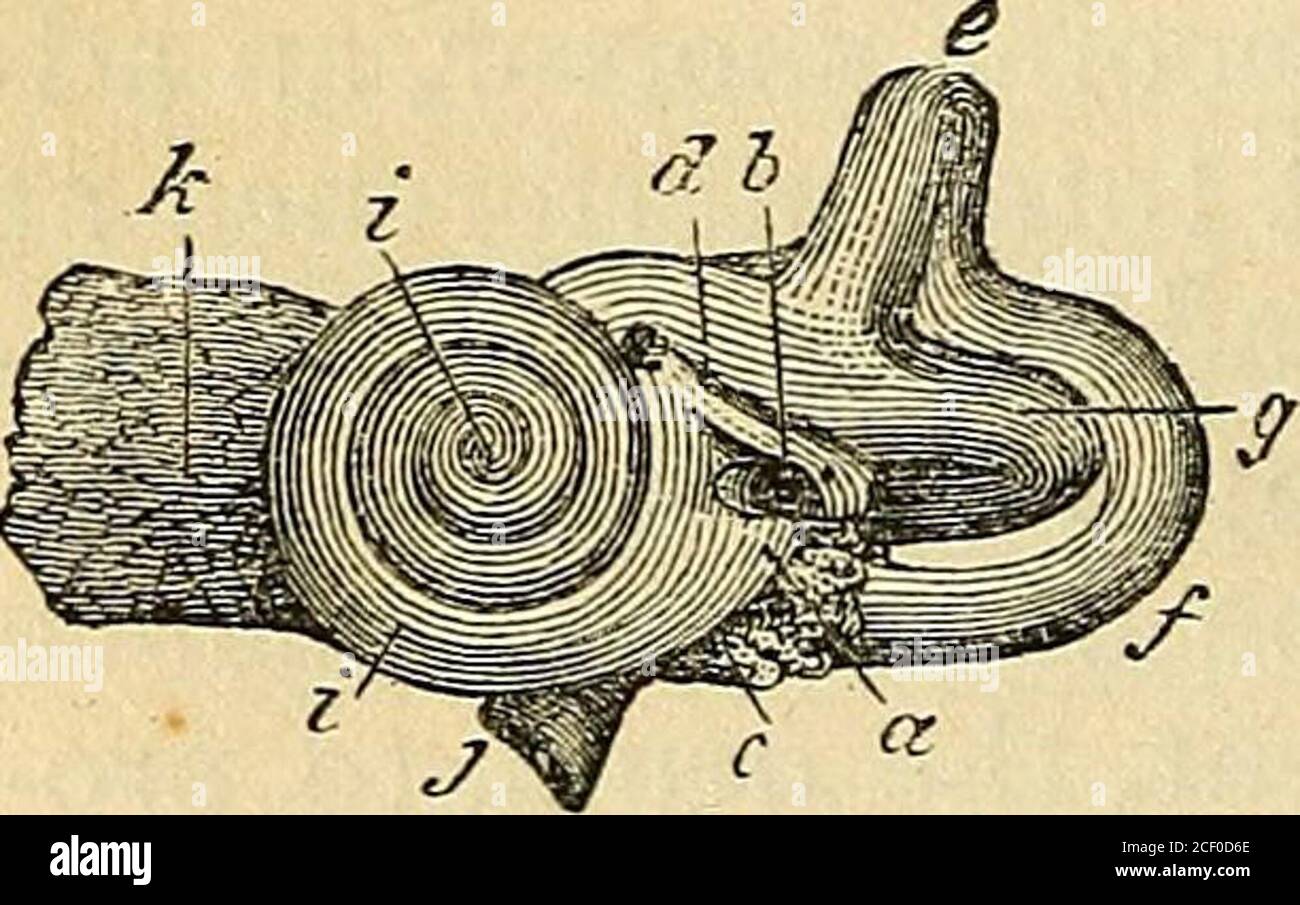 Endolymph hi-res stock photography and images - Alamy