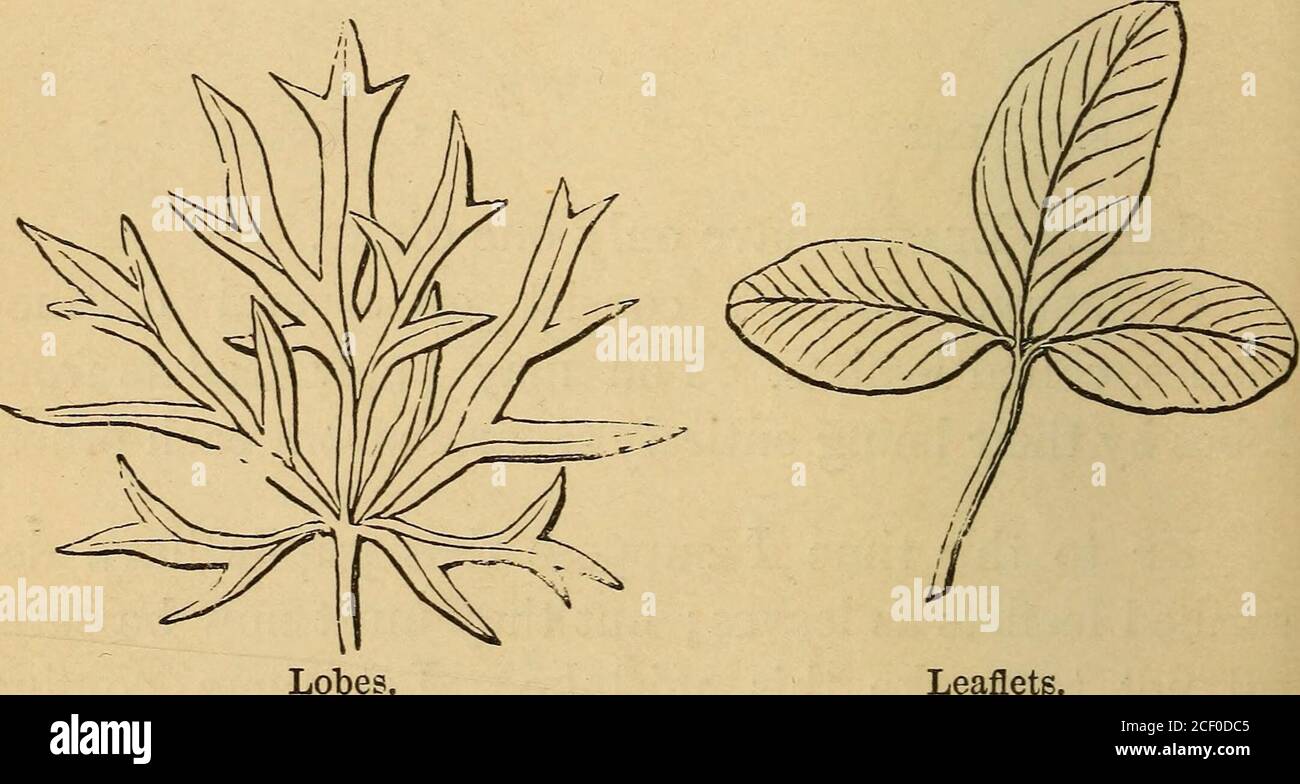 Eight leaf lobes hi-res stock photography and images - Alamy
