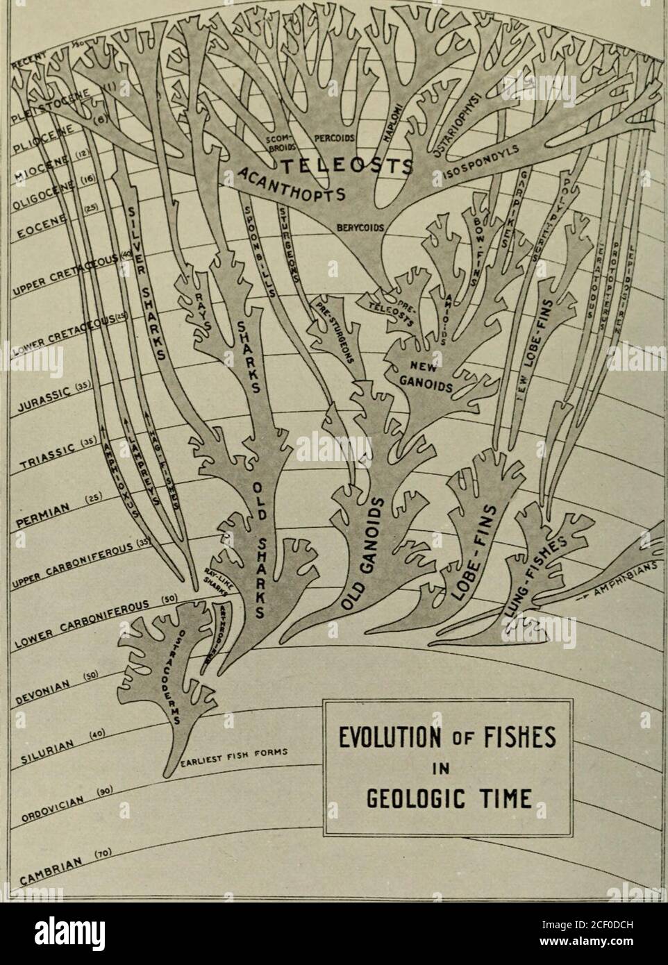 . Guide leaflet. ss,also retains the shark-like form, but its mouth is ...