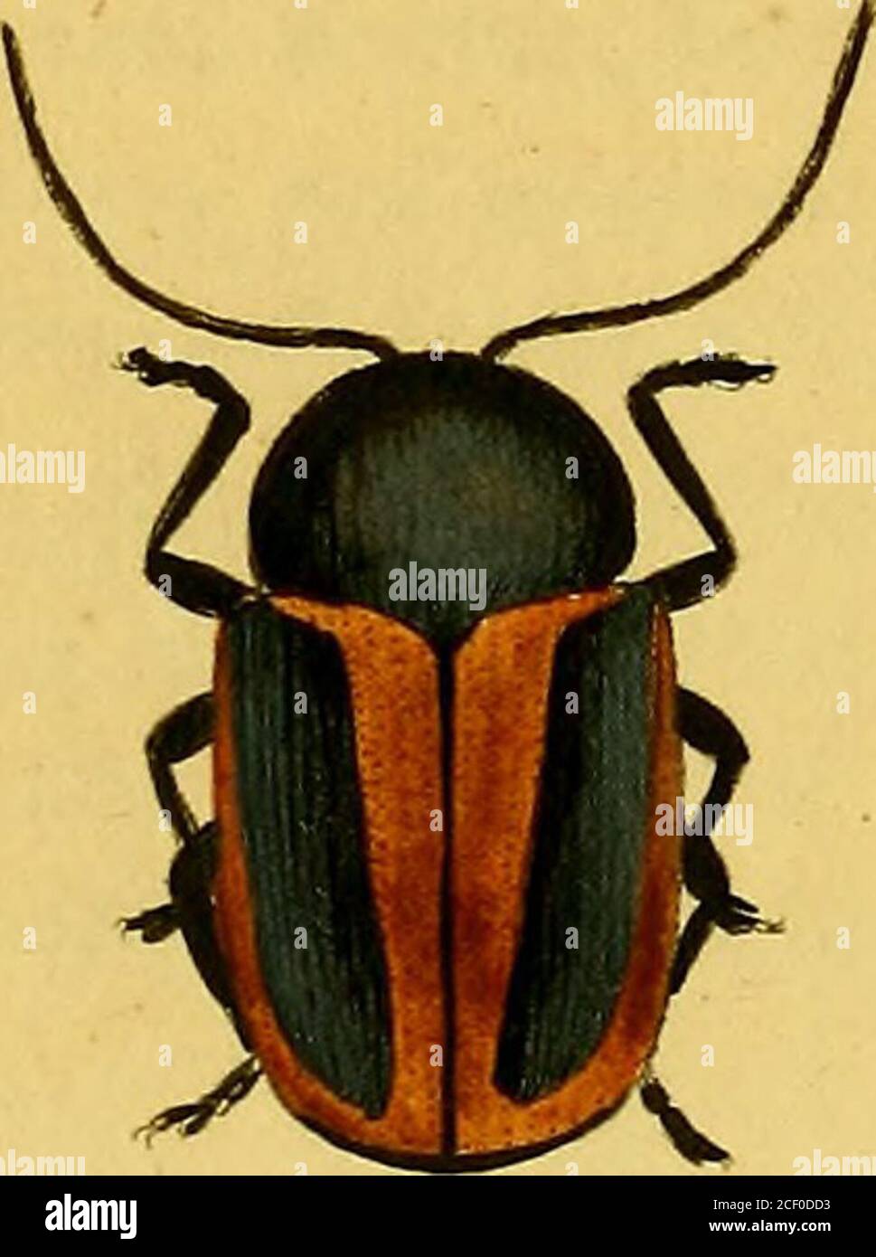 . The natural history of British insects : explaining them in their ...
