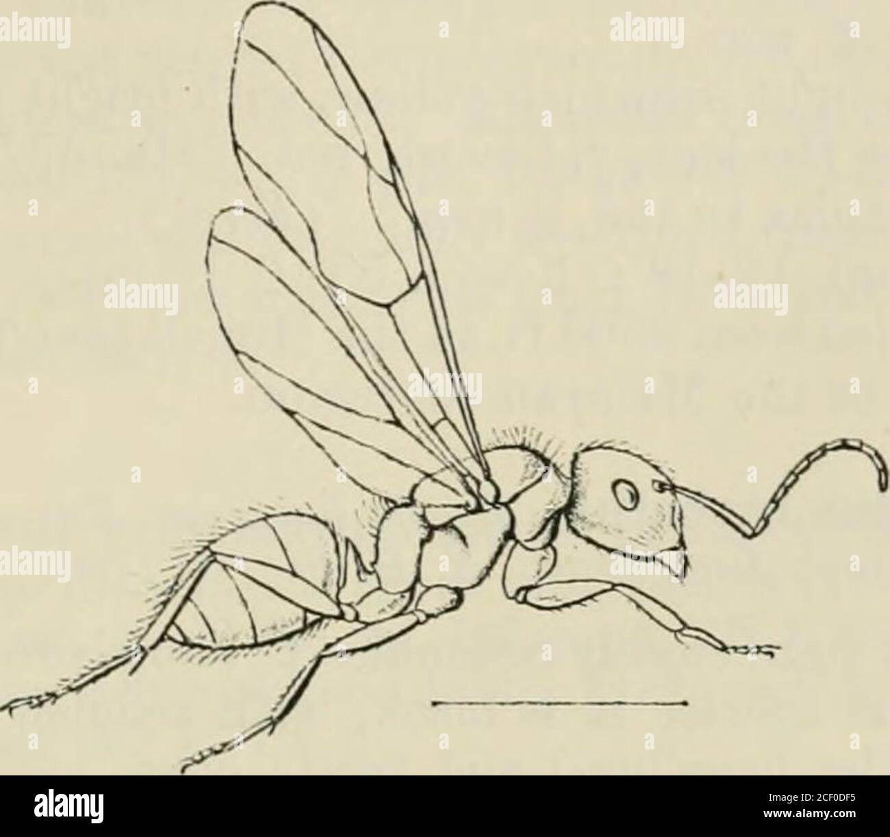 . Hymenoptera ... nd tarsi dark castaneous bro^n. The whole insect Aery ...