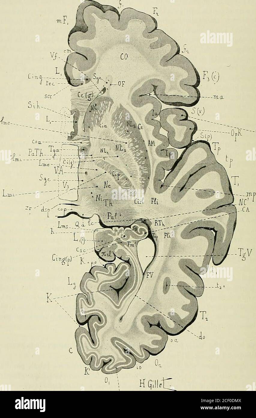 Anatomie de la capsule hi-res stock photography and images - Alamy