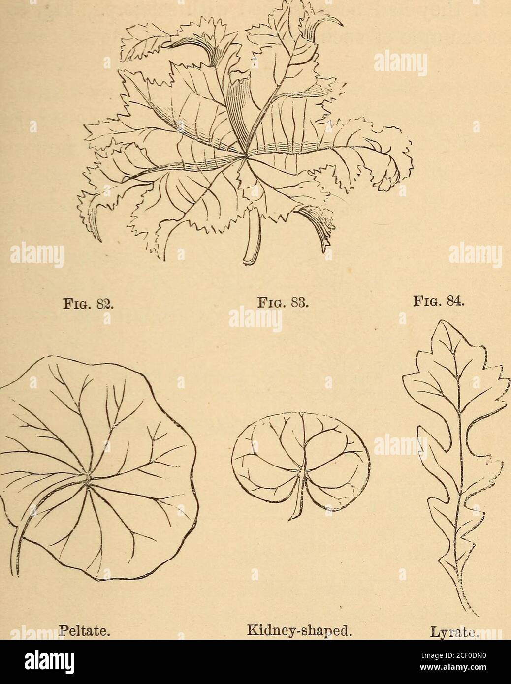 . The first book of botany : designed to cultivate the observing powers ...