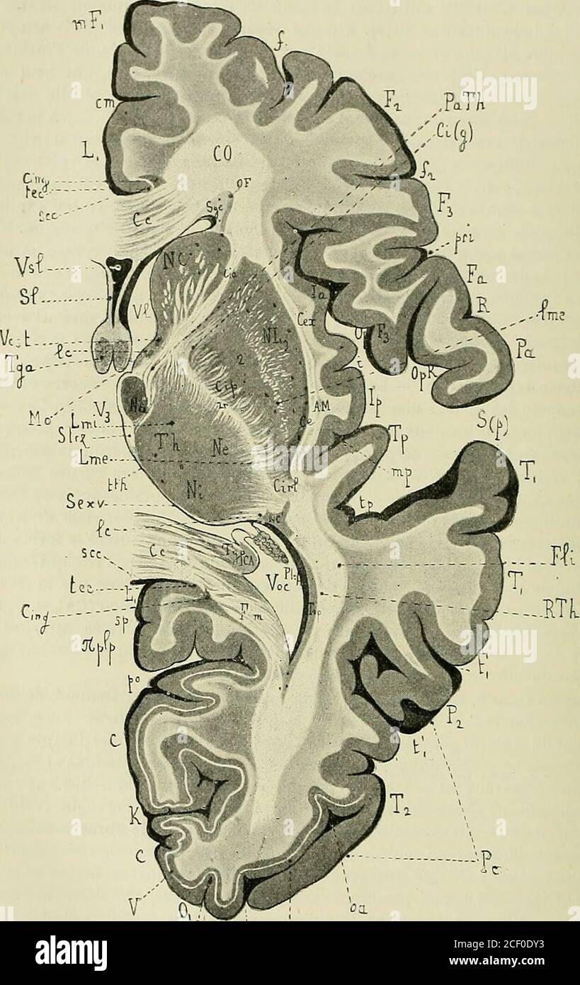Anatomie de la capsule hi-res stock photography and images - Alamy