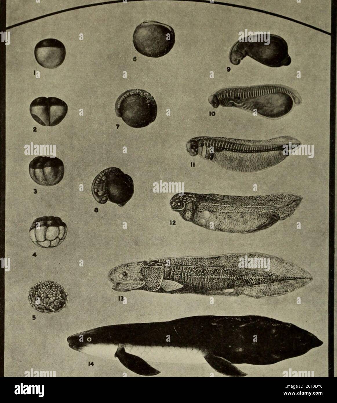 External fertilization hi-res stock photography and images - Alamy