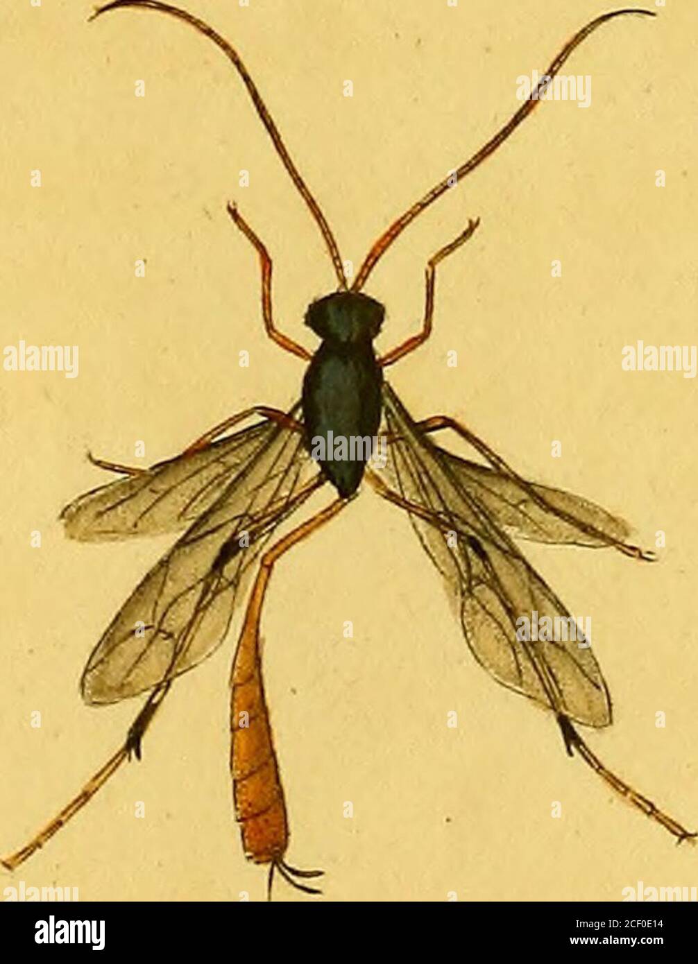 . The natural history of British insects : explaining them in their ...