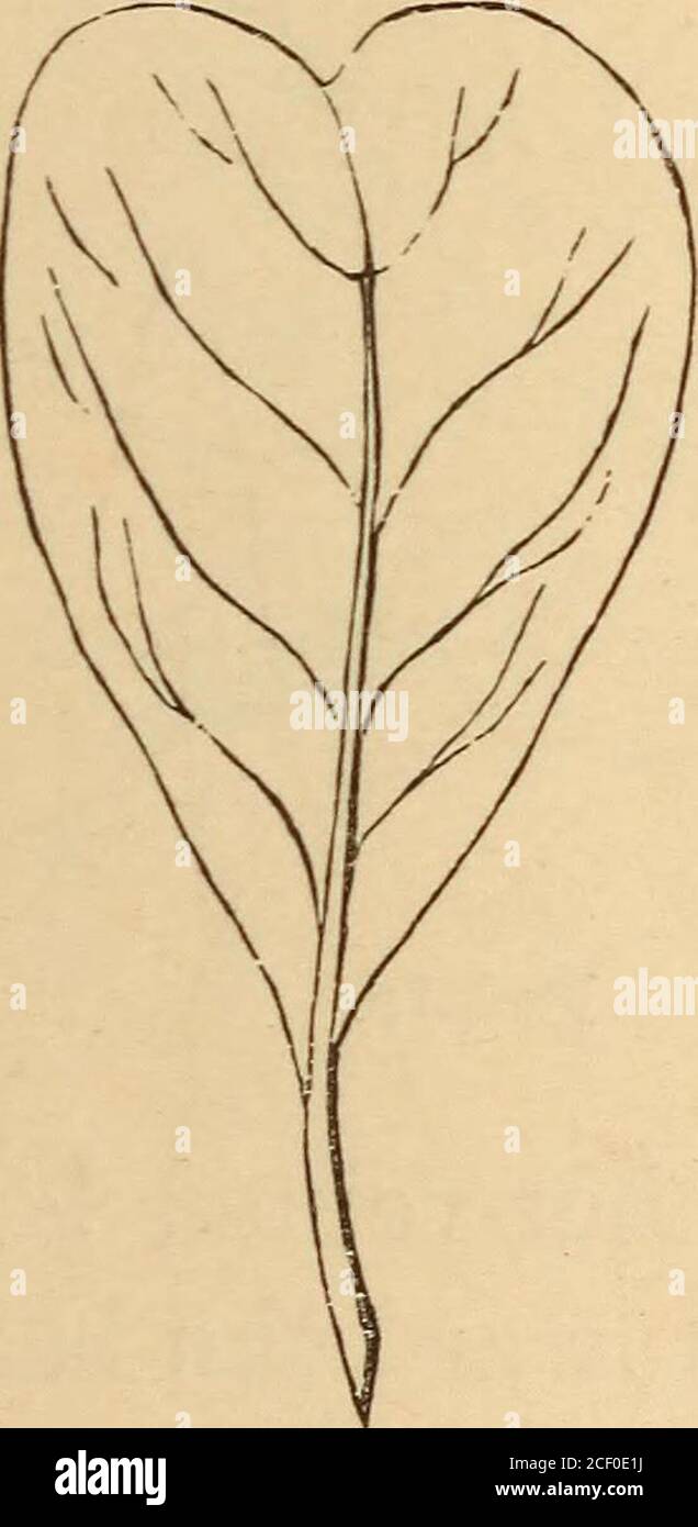 Sagittate Shaped Leaf High Resolution Stock Photography and Images - Alamy