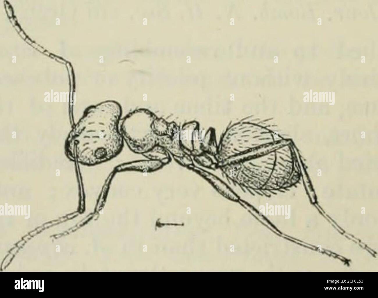 Thick tubercles hi-res stock photography and images - Alamy