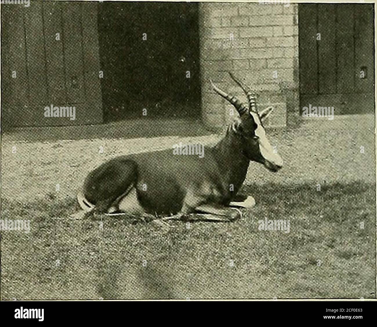 . Animal Life and the World of Nature; A magazine of Natural History ...