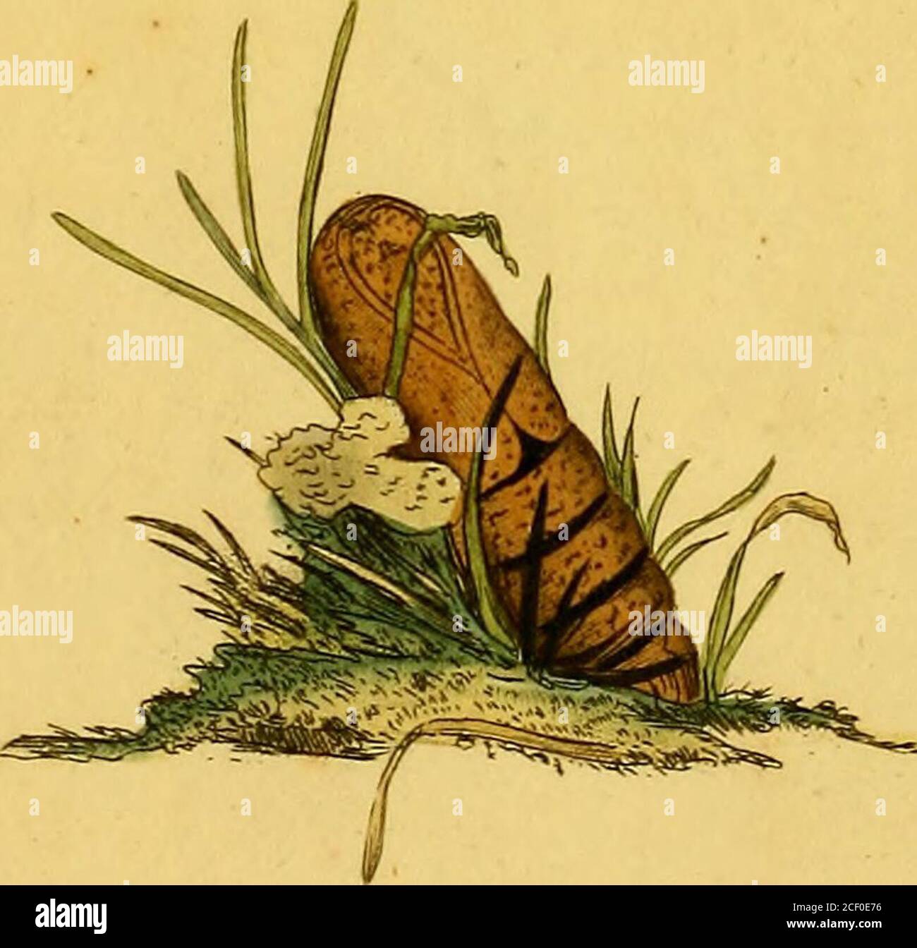 . The natural history of British insects : explaining them in their ...