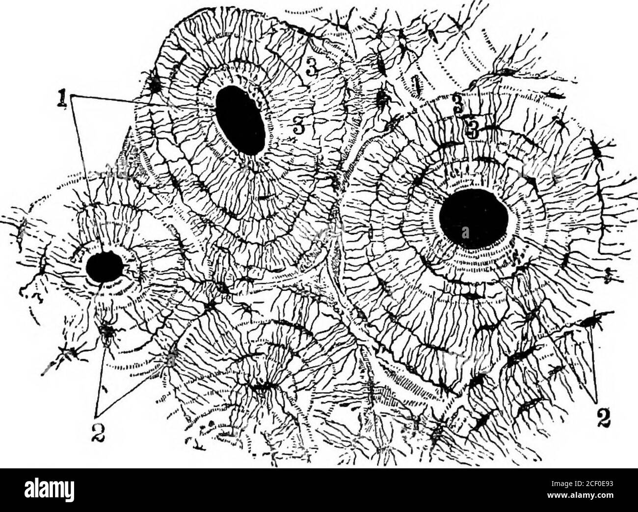 Compact Bone Under Microscope Labeled