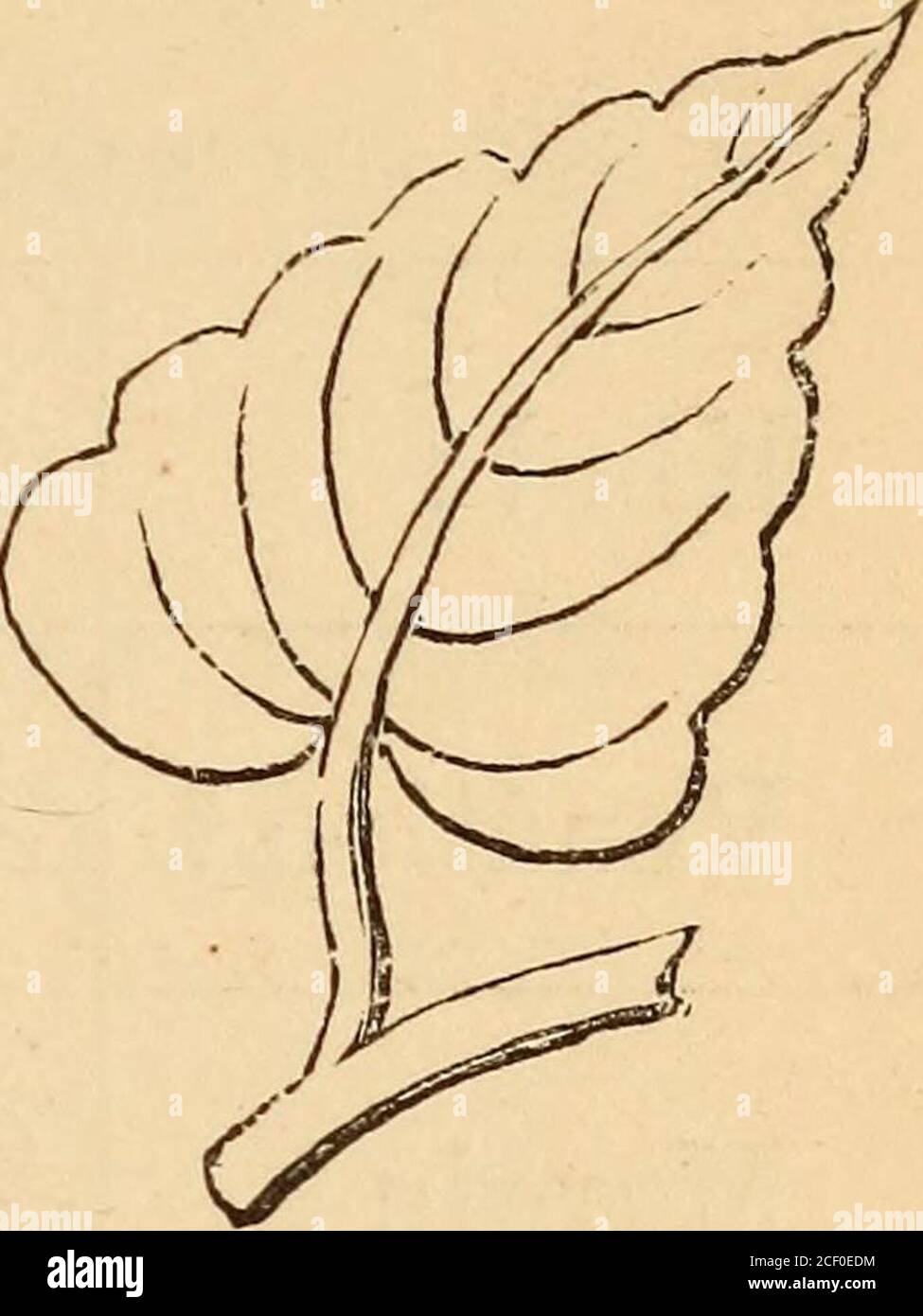 . The first book of botany : designed to cultivate the observing powers ...