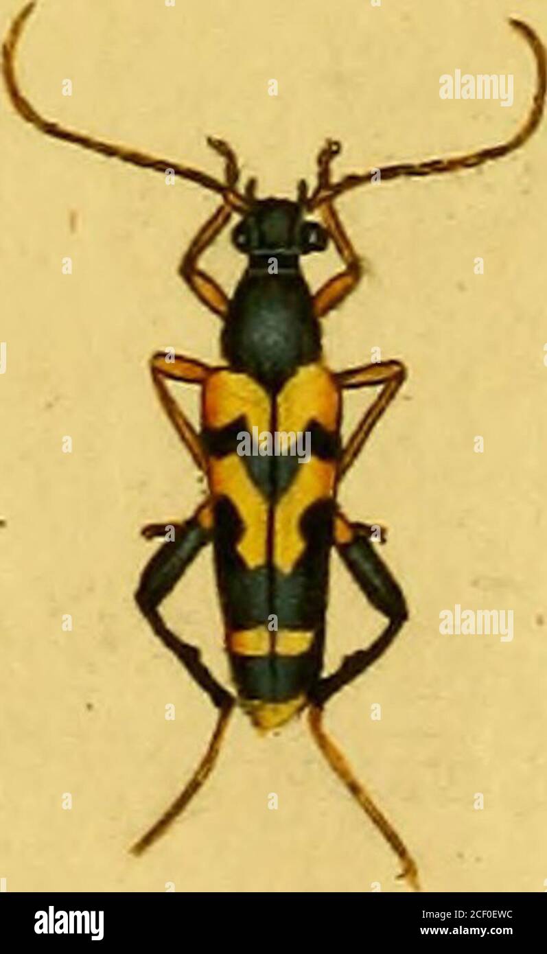 . The natural history of British insects : explaining them in their ...