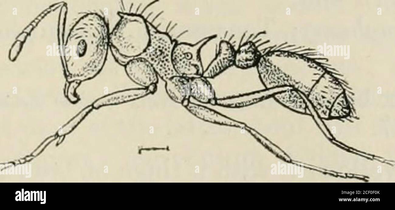 Lophomyrmex quadrispinosus hi-res stock photography and images - Alamy