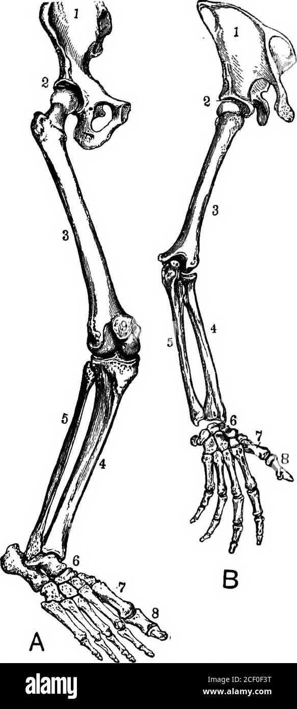 . Human physiology. -The Eight Hand frombefore. , carpal bones : m ...
