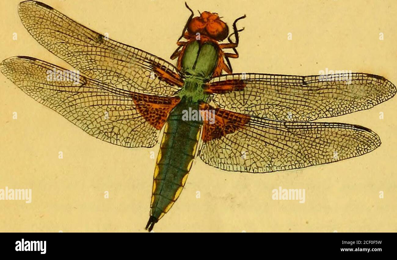 . The natural history of British insects : explaining them in their ...