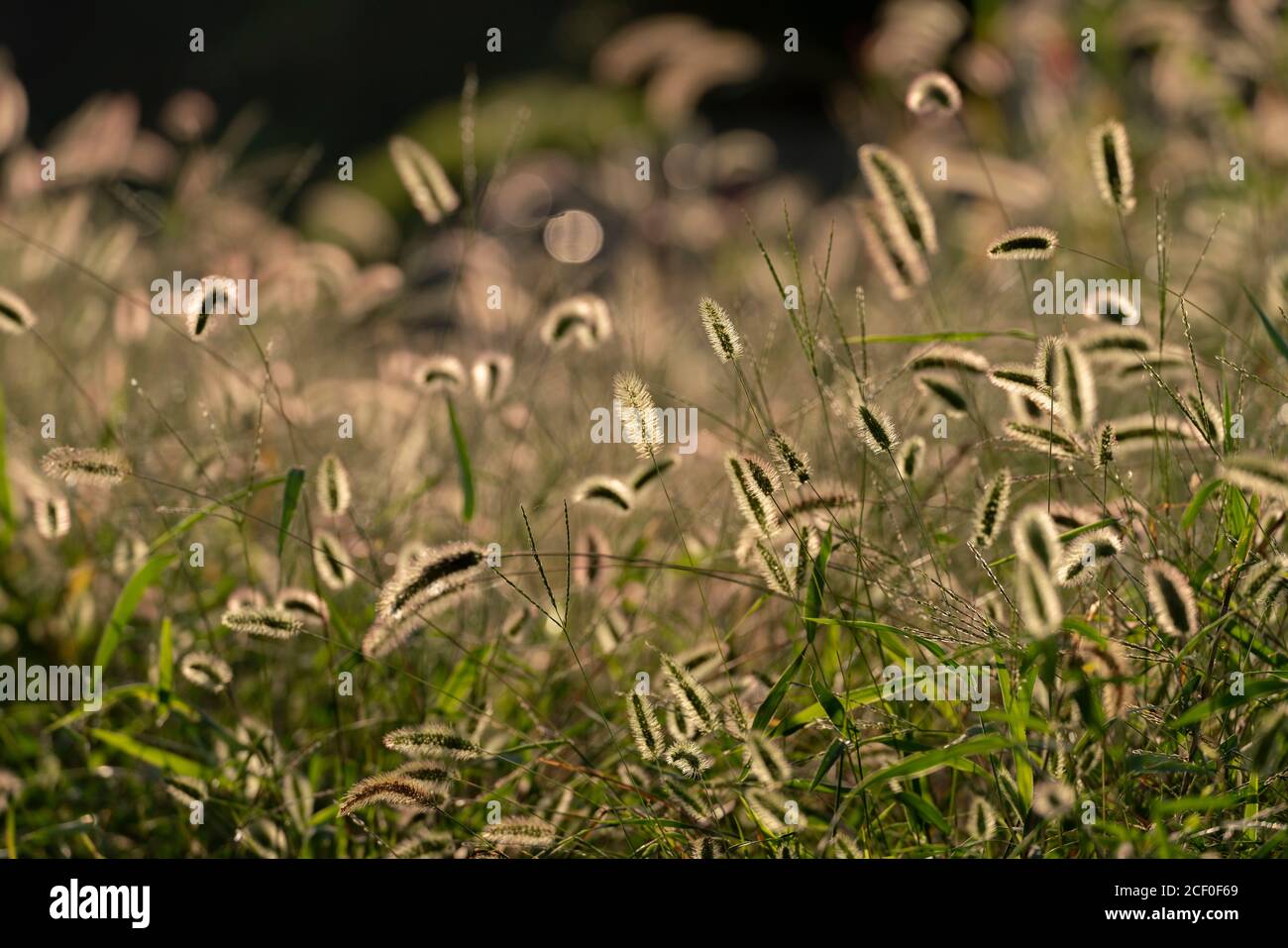 Green foxtail (Setaria viridis), in morning back light, Isehara City ...
